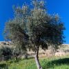 Olea europaea ssp africana (African olive tree)