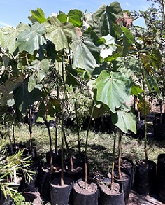 Trees | Palm Farm Nursery