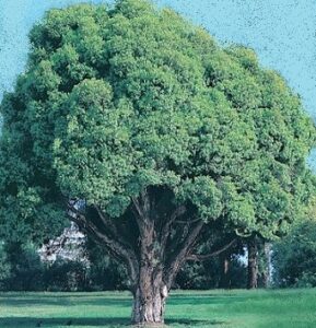 Melaleuca bracteata (Black Tea-tree) Seed - Palm Farm Nursery