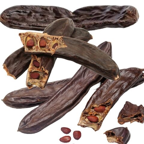 Ceratonia siliqua (Carob tree) - Palm Farm Nursery