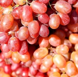 Grape ‘Crimson seedless’ - Palm Farm Nursery