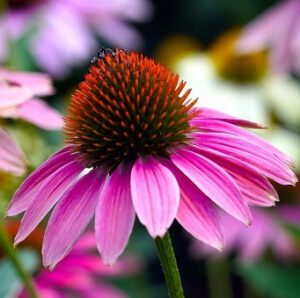 Echinacea purpurea (Coneflower) 'Ruby star' Seed - Palm Farm Nursery