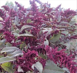 Amaranthus (Hopi Red Dye) Seed - Palm Farm Nursery