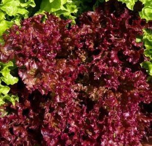Lettuce 'Lollo Rossa' Seed - Palm Farm Nursery