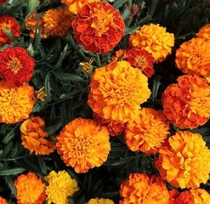 Marigold 'French Double Dwarf' Seed - Palm Farm Nursery