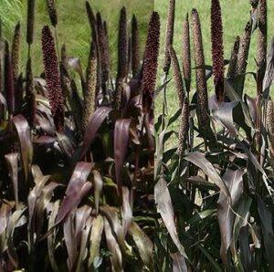 Pennisetum glaucum (Ornamental Millet) 'Purple Majesty' Seed - Palm ...