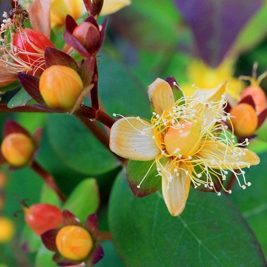 Shrub Seeds - Palm Farm Nursery