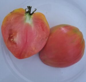 Tomato 'Pink Oxheart' Seed - Palm Farm Nursery