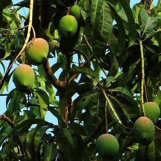 Mango Trees - Palm Farm Nursery