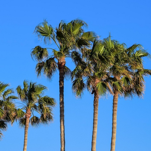 Palm Trees - Palm Farm Nursery